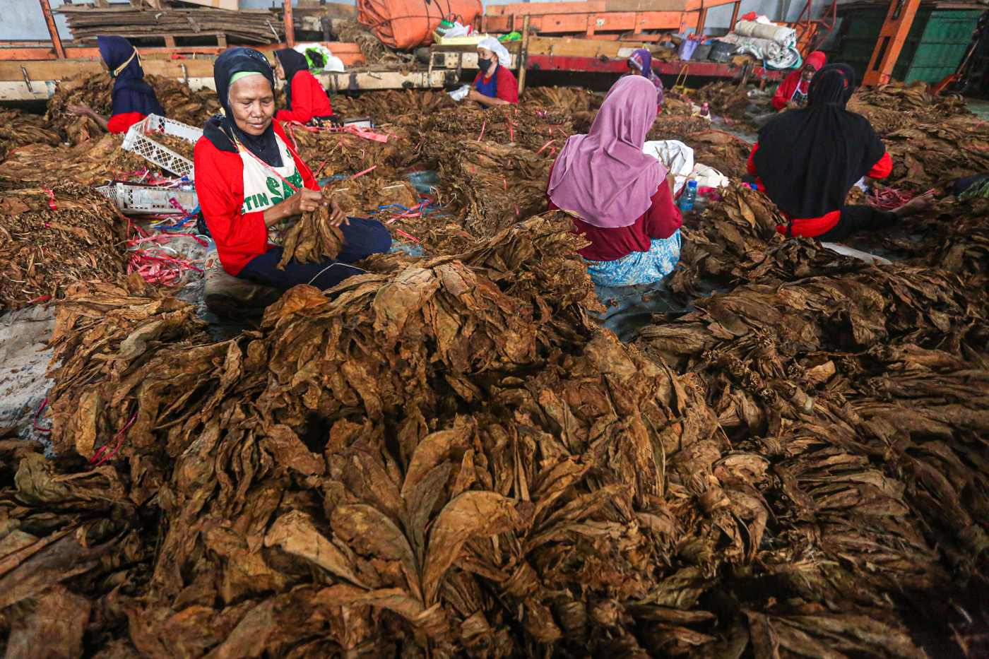 Petani Tembakau Tunjukkan Sikap soal PP yang Mengatur tentang Rokok
