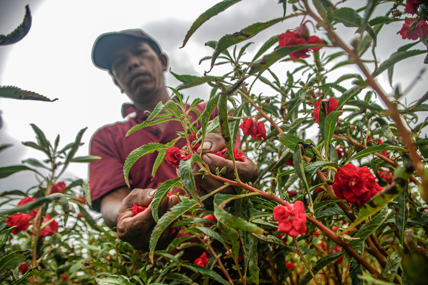 Petani memetik bunga Pacar Air atau Kim Hong di Sangiang, Tangerang ...