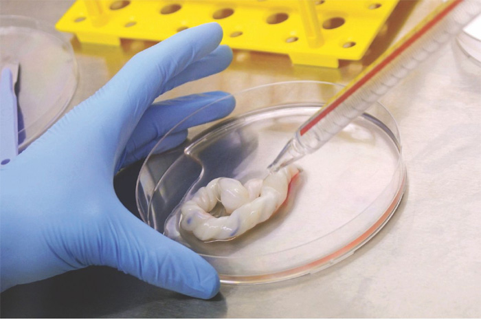 PT Cordlife Persada Gaet Regenic untuk Hadirkan Stem Cell Berkualitas ...
