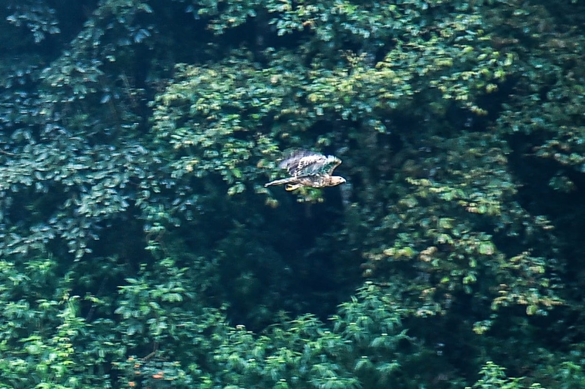 Habitatnya Menyempit dan Rawan jadi Buruan Manusia, Populasi Elang Jawa ...