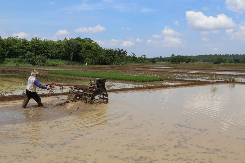 Ribuan Hektare Sawah di Pekalongan Tak Hilang, Data BPN Keliru?